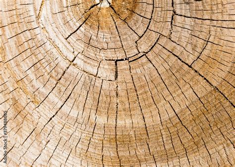 The Growth Rings Of A Tree Ree Stump Of A Felled Tree Section Of The Trunk With Annual Rings