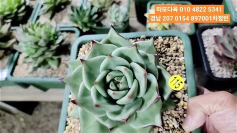 2월22일따또다육 2부 환엽 힐링타임 금다육 다육이 희귀종 특이종 환엽 핏줄금 보스다육 010 8855 6668 득템 힐링 Youtube