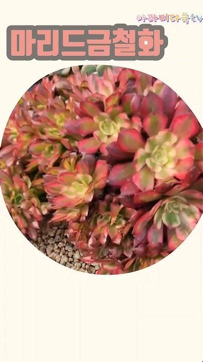 저는 처음 봅니다 마리드금철화 Shorts Youtube