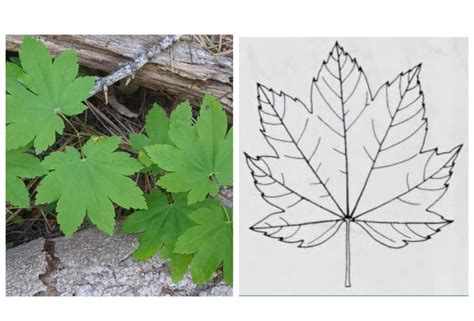 Maple Tree Identification By Leaf Chart And Pictures