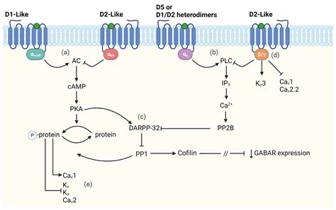 Dopaminergic Modulation Of Prefrontal Cortex Inhibition Encyclopedia Mdpi