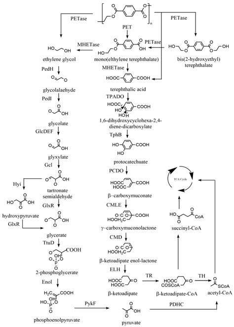Biodegradation Of Typical Plastics From Microbial Diversity To