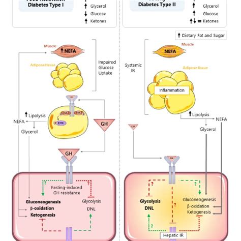 Direct And Indirect Actions Of Gh In Controlling Hepatocyte Download Scientific Diagram