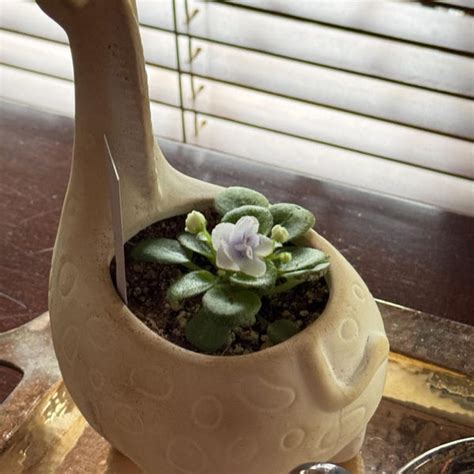 Optimara Chico Starter Plant Etsy