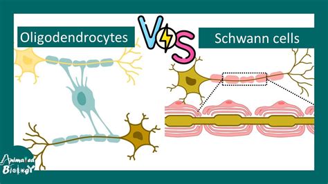 Oligodendrocyte Vs Schwann Cells Neurology Usmle Youtube
