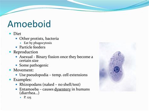 Protozoans Examples
