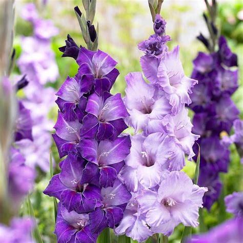 Bulbi De Gladiole Flirty Cu Flori Mari Mov Cu Dungi Albe Verdena