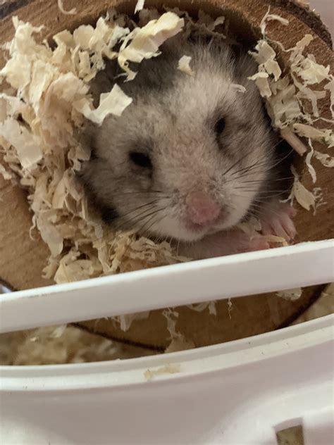 6 Bfe0293 A08 A 4 Ac3 B8 C8 68 D75 D70 C21 A — Postimages