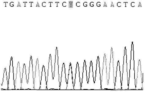 Cyp2c9 Gene Segment Comprising 679c T Coded Protein Segment And Application Thereof Eureka
