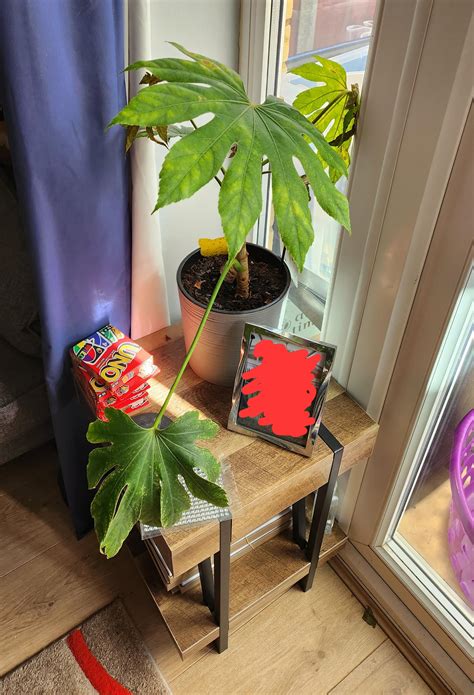 Please Help I Dont Know Whats Wrong Rhouseplants
