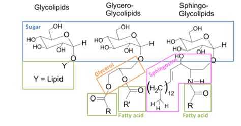 Lectures 16 17 Flashcards Quizlet