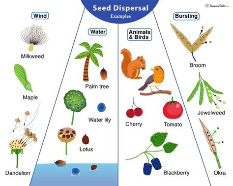 Seed Dispersal Definition Methods Examples