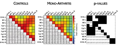 Resting State Functional Connectivity Iconeus