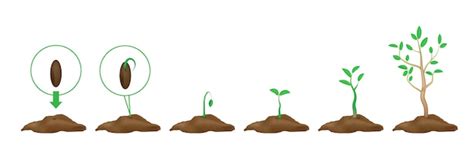 식물 성장 단계 프리미엄 벡터