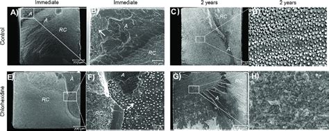 Representative Sem Of The Dentin Side Of Fractured Specimens In Groups Download Scientific