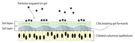 Nose Cilia Diagram