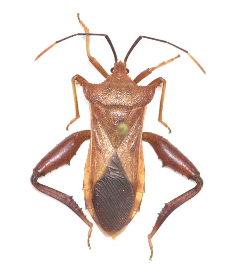 Mozena Lunata Bugmania