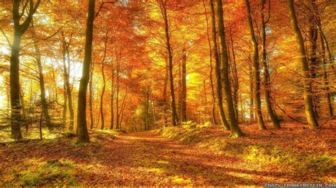 Woods Wallpapers Wallpaper Cave