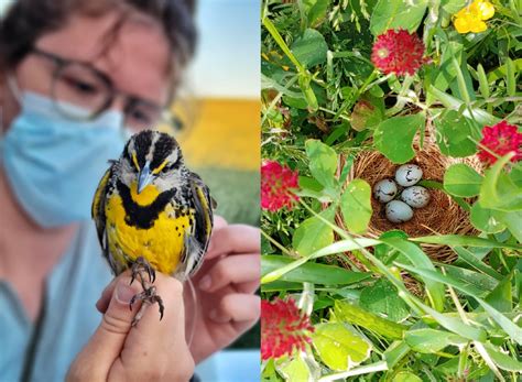 Smithsonian Grassroots Approach Helps Biodiversity Bloom Chesapeake