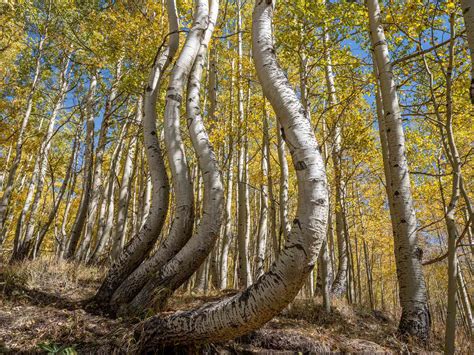 Finding The Amazing Curved Aspens In Colorado After Three Years Of