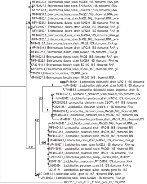 The Phylogenetic Tree Constructed Neighbour Joining Method Showing The