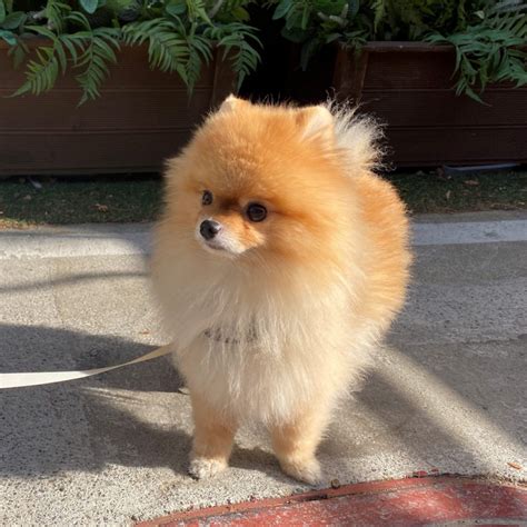 포메라니안 미용 종류 5가지 털 빡빡 밀지 않는 게 좋아요 비마이펫 라이프