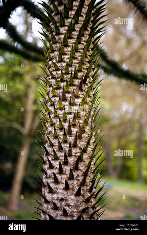 Monkey Puzzle Tree Trunk Stock Photo Alamy