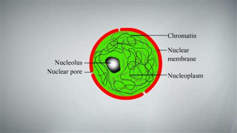 Nucleolus Structure Function Nucleus Structure And Function | PPT