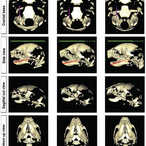 Volume Rendering Visualizing The Microct Scans For Specimens With
