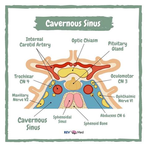 Cavernous Sinus Basic Anatomy And Physiology Medical Anatomy