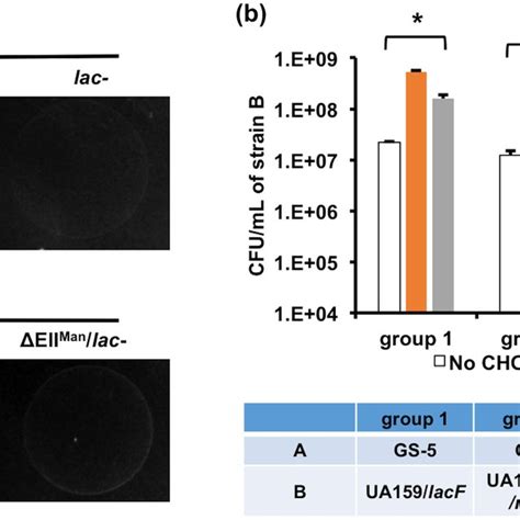 Cross‐feeding Of Lac‐deficient Mutants By Lac⁺ Strains Growing On