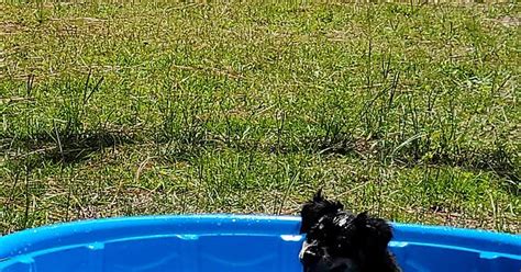 Our Pupper Juju Enjoying The Last Of Her Summer Album On Imgur