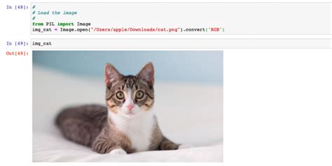 PyTorch How To Load Predict Using Resnet Model Analytics Yogi