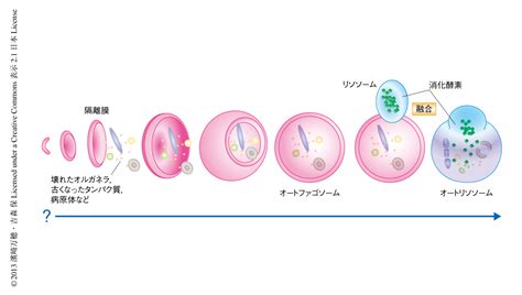オートファゴソームは小胞体とミトコンドリアとの接触部位において形成される ライフサイエンス 新着論文レビュー