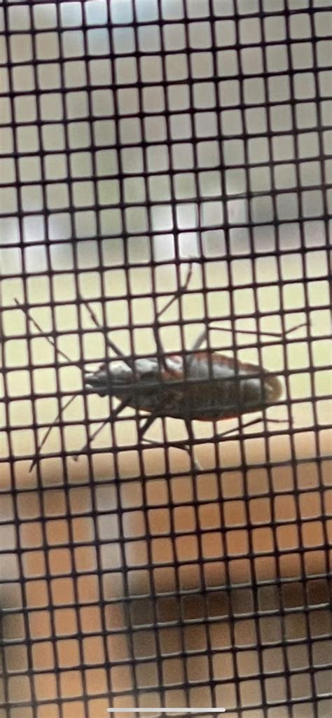 Whats This Bug Portland Oregon United States R Whatsthisbug