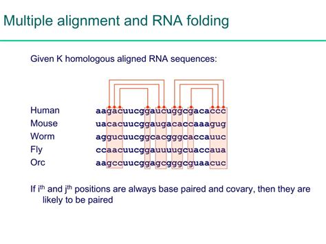 PPT RNA Secondary Structure PowerPoint Presentation Free Download ID