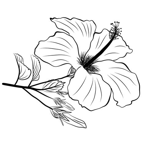 Hand Drawn Rose Line Art Drawing Images Illustration Collection