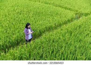 Smart Farming Internet Things Iot Concept Stock Photo Shutterstock