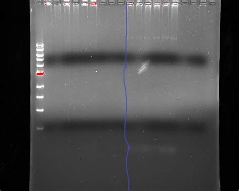 Cloning Is Not Working Every Step Seems OK But The Final Product Is Very Odd Help ResearchGate