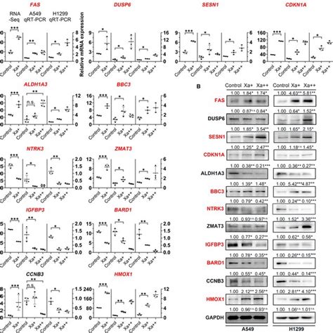 Validation Of Degs With Qrt‐pcr And Wb A Qrt‐pcr Verification Of 12 Download Scientific