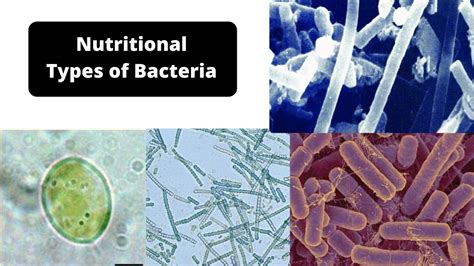 Coliform Bacteria Definition Classification Examples Biology Notes Online