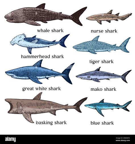 Types Of Sharks Big Set Of Hand Drawn Ink Illustrations In Retro Engraving Style Great White