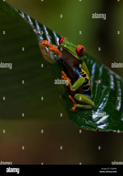 Red Eyed Tree Frog On A Wet Leaf In The Rainforest Stock Photo Alamy