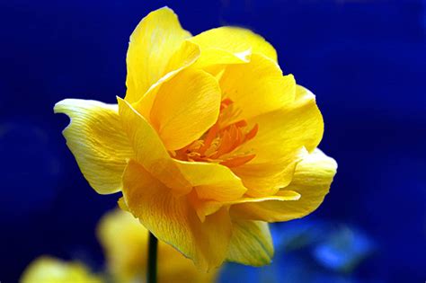 Globe Flower Background Images Hd Pictures And Wallpaper For Free Download Pngtree