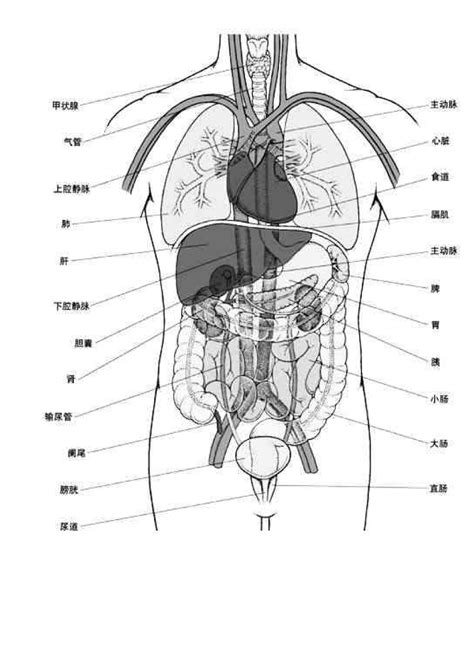 人体内脏结构、穴位医学图谱 14幅高清版 Word文档在线阅读与下载 无忧文档