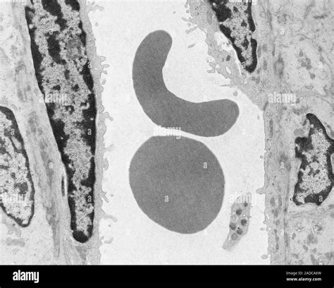 Le Cellule Rosse Del Sangue In Un Capillare Umano Il Sistema Nervoso