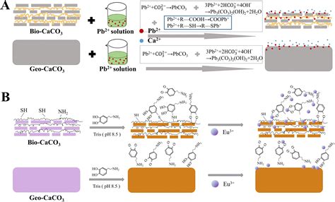 Calcium Carbonate Controlled Synthesis Surface Functionalization And Nanostructured Materials