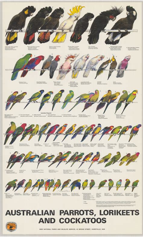 Parrots In History The Different Types Of Parrot Parrots Guide My XXX Hot Girl