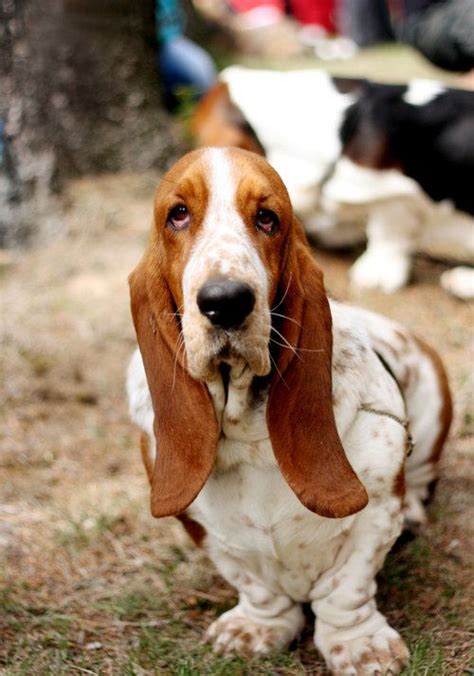 Albino Basset Hound