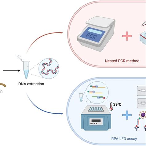 Workflow Of The Rpa Lfd Assay And Nested Pcr Method Using Download Scientific Diagram